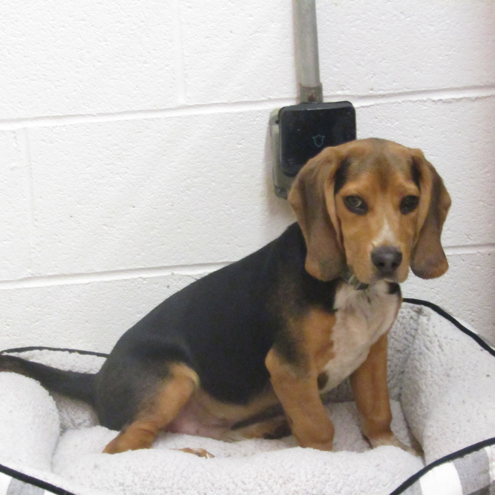 Dog for Adoption - Cooper, a Beagle in Blacksburg, SC | Alpha Paw