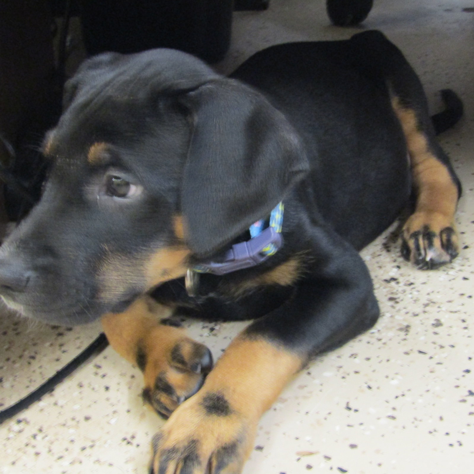 Dog for Adoption - Neil, a Doberman Pinscher in Blacksburg, SC | Alpha Paw