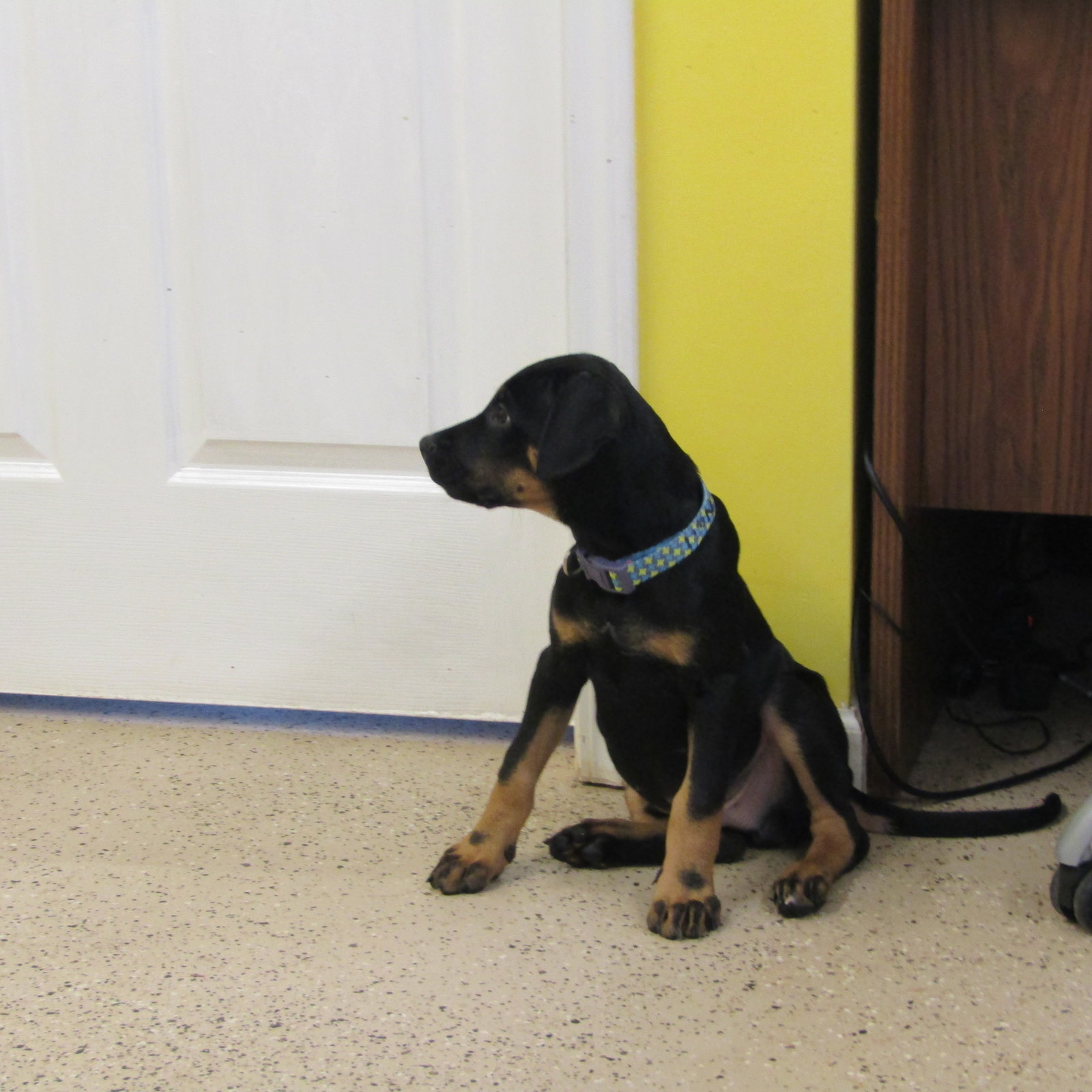 Dog for Adoption - Neil, a Doberman Pinscher in Blacksburg, SC | Alpha Paw