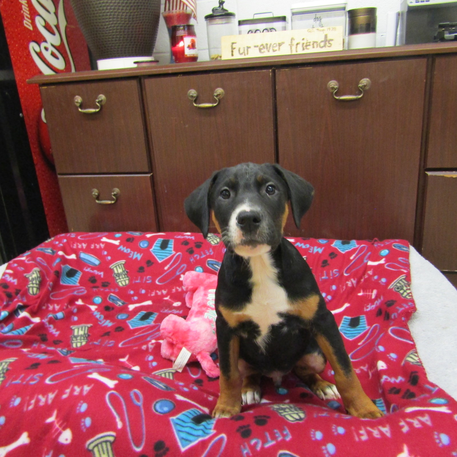 Dog for Adoption - Nash, a Doberman Pinscher in Waxhaw, NC | Alpha Paw