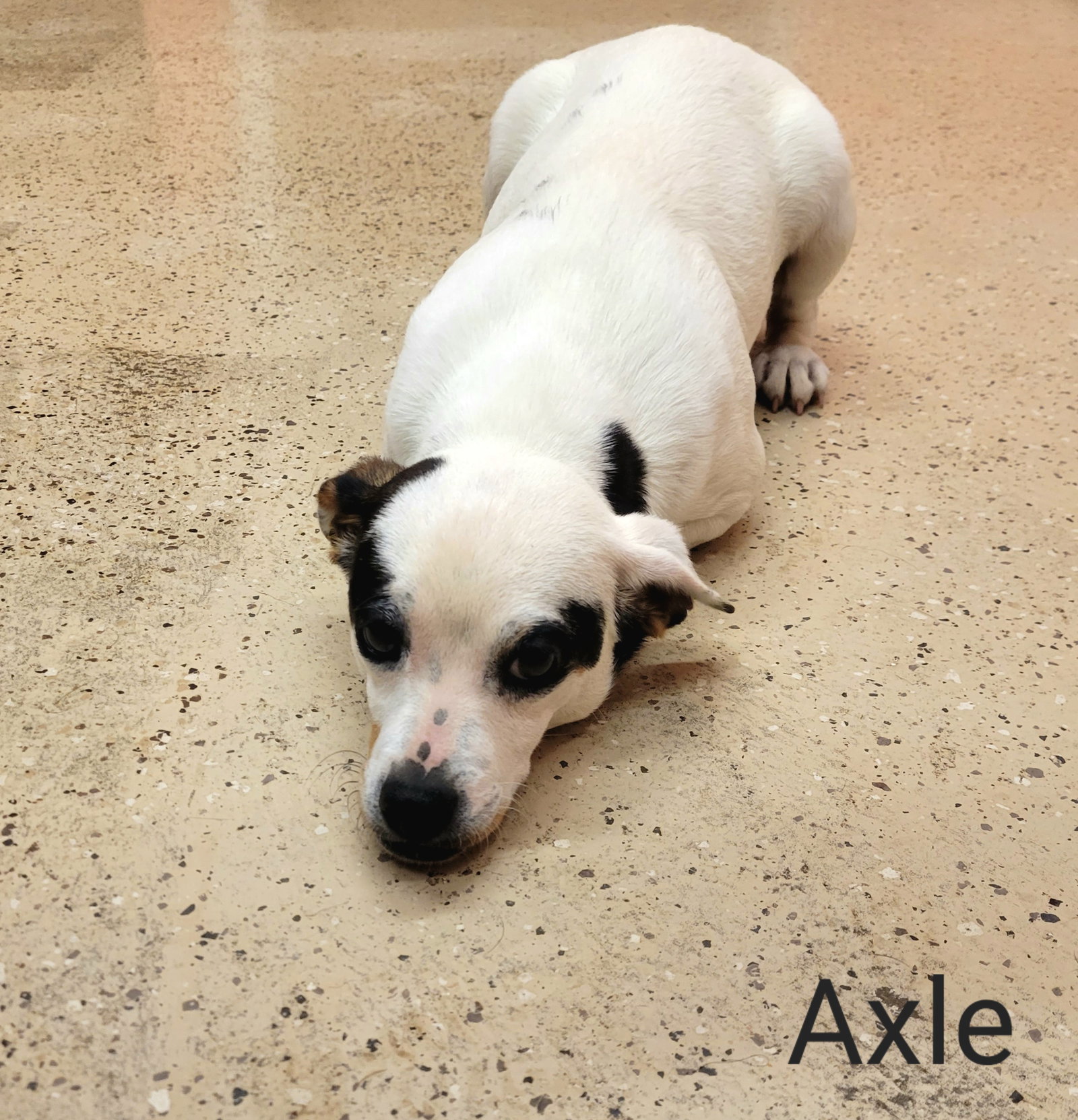 Dog for Adoption - Axle, a Terrier in Buffalo, SC | Alpha Paw