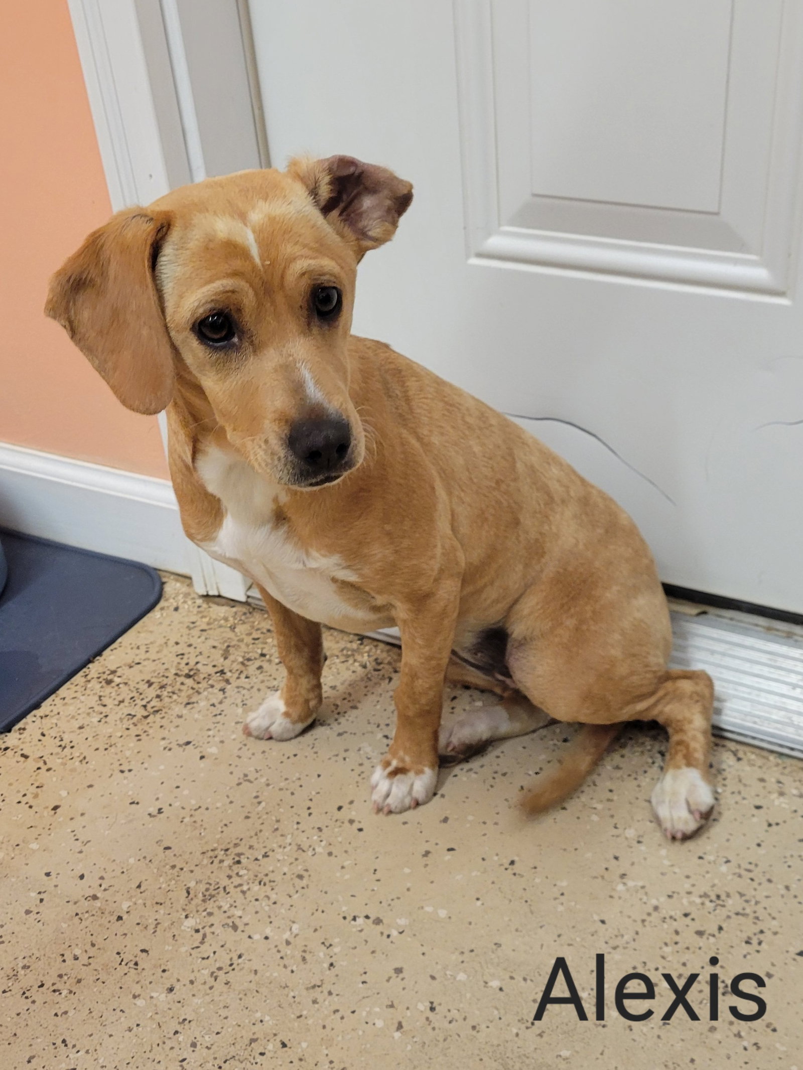Dog for Adoption - Alexis, a Terrier in Lake Norman Of Catawba, NC ...
