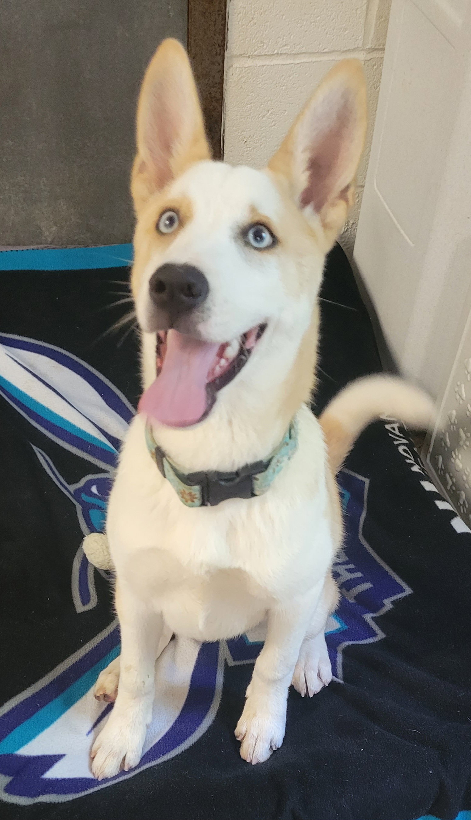 Dog for Adoption - SnowBelle, a Husky in Kershaw, SC | Alpha Paw