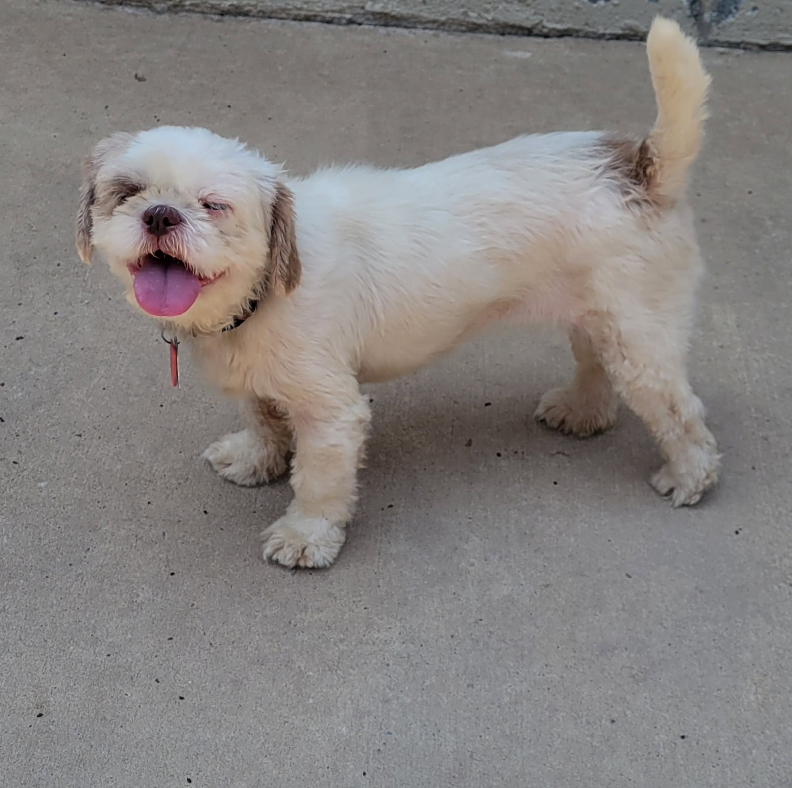Dog for Adoption - Diamond, a Shih Tzu in Lake Wylie, SC | Alpha Paw