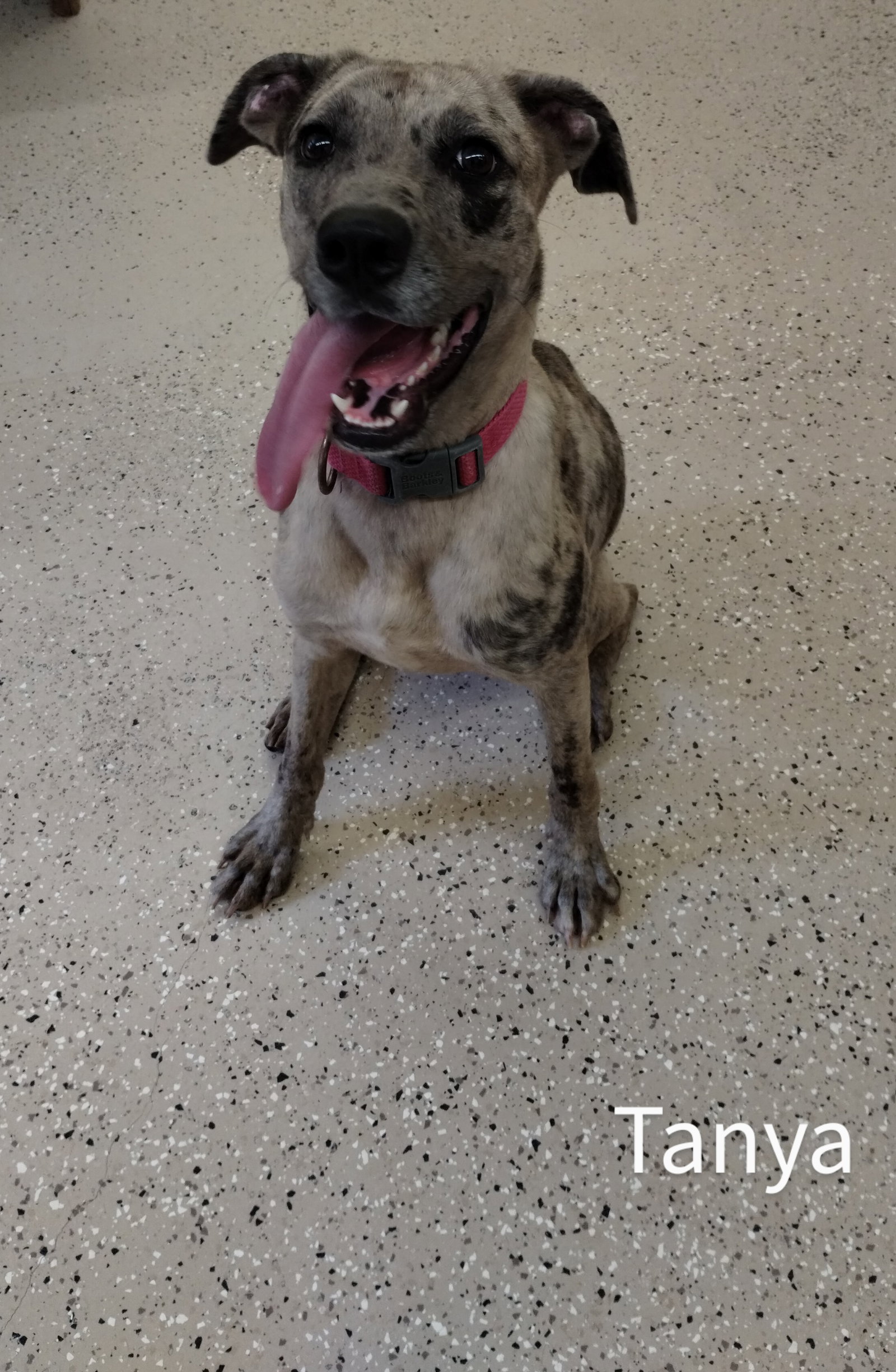 Dog for Adoption - Tanya, a Boxer in Lake Wylie, SC | Alpha Paw