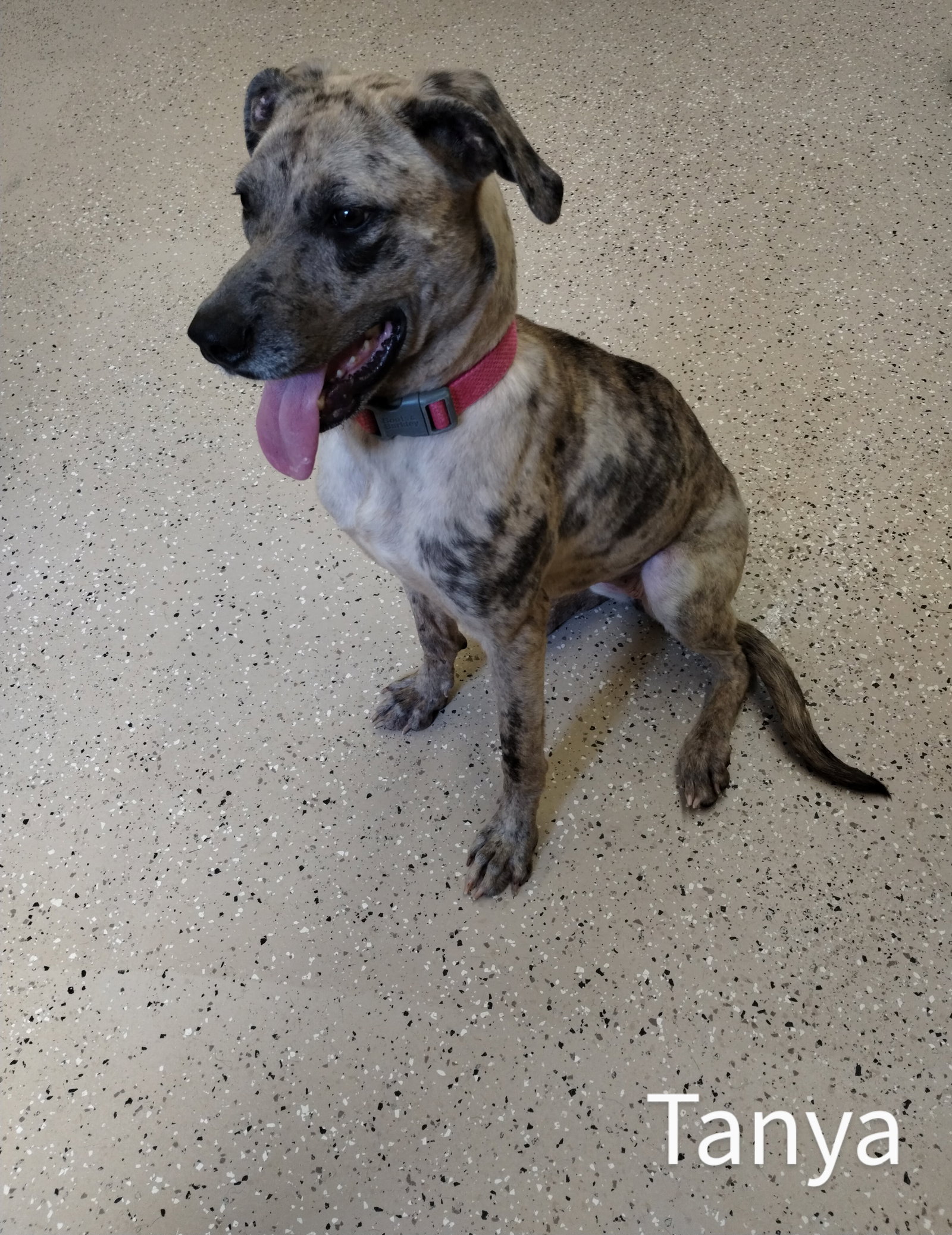 Dog for Adoption - Tanya, a Boxer in Lake Wylie, SC | Alpha Paw