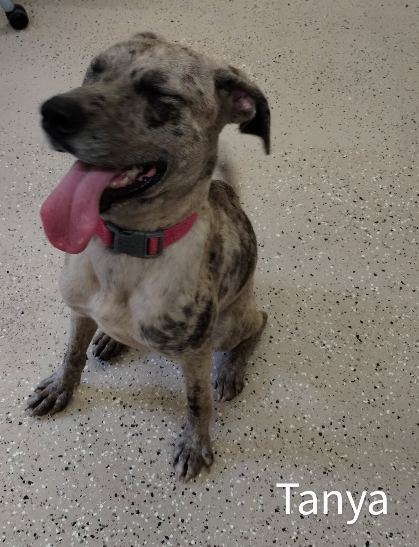 Dog for Adoption - Tanya, a Boxer in Lake Wylie, SC | Alpha Paw