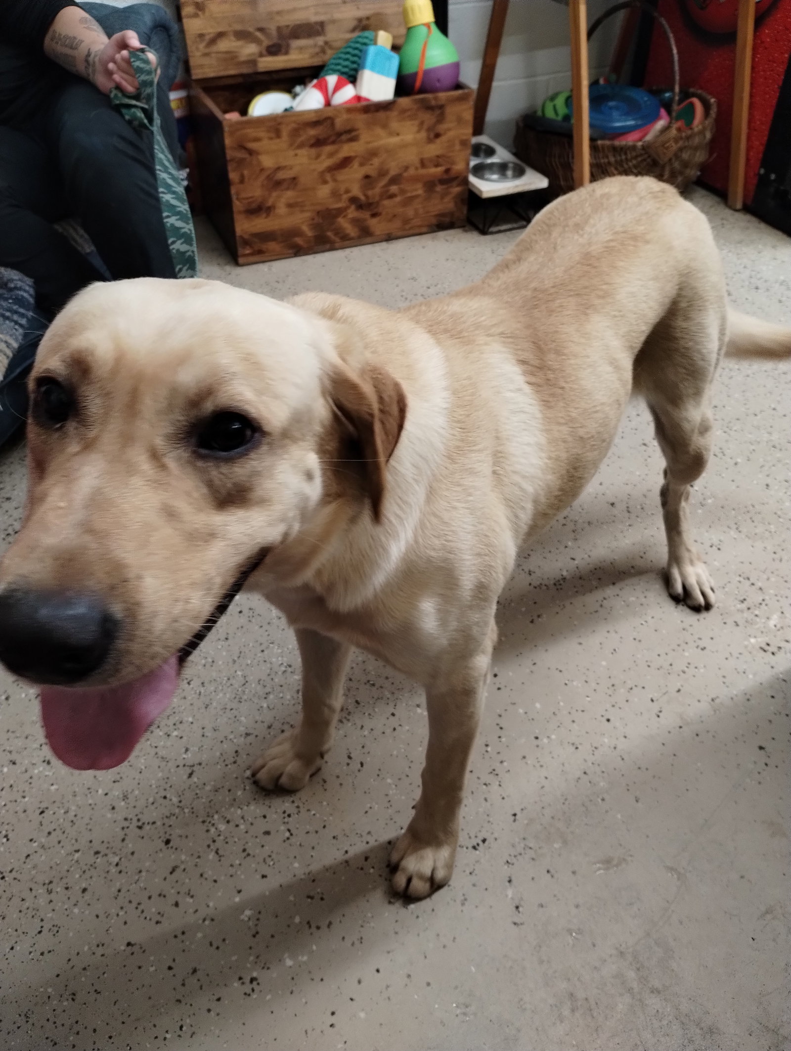 Dog for Adoption - Rip, a Labrador Retriever in Spartanburg County, SC ...