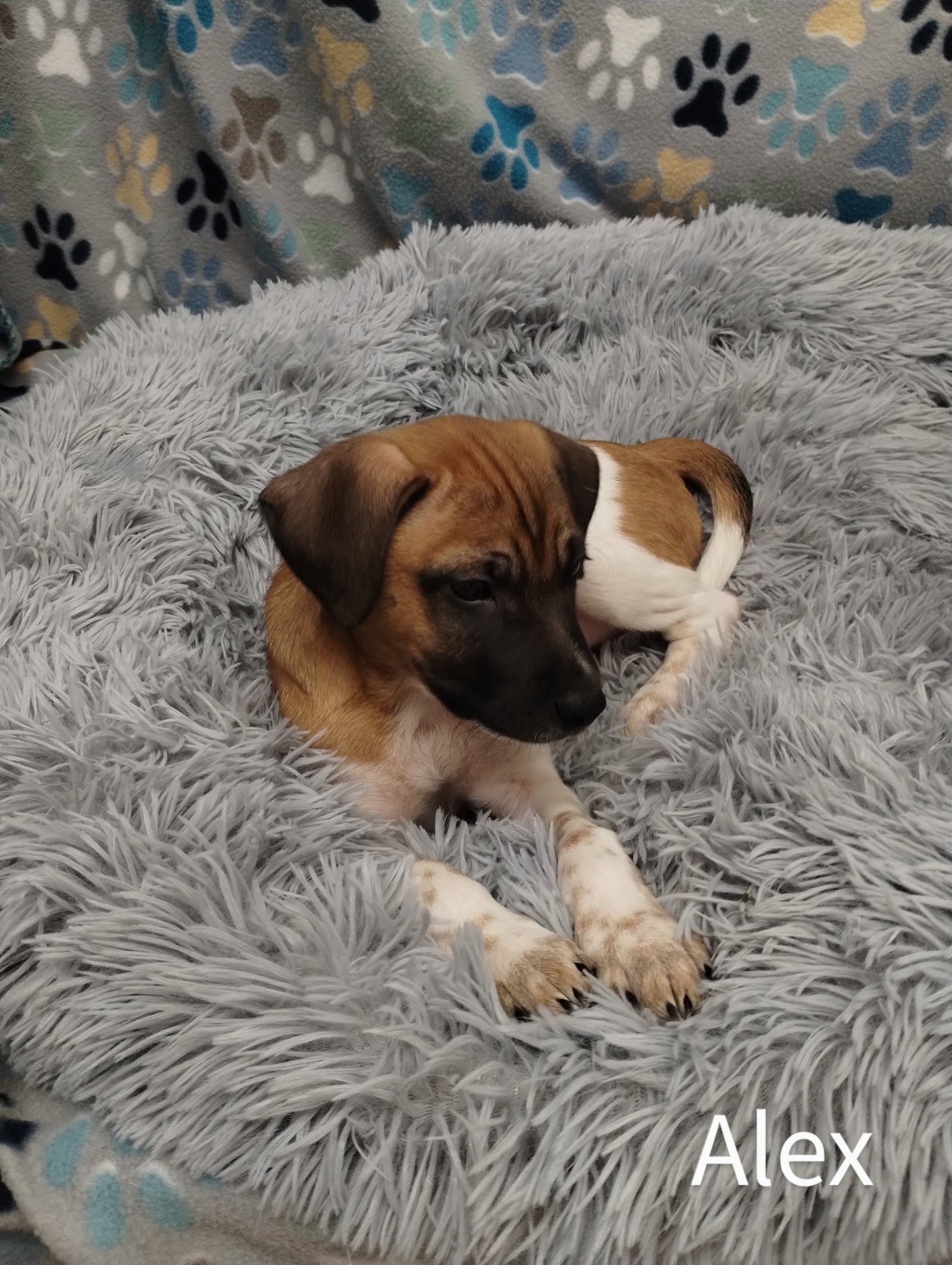 Dog for Adoption - Alex, a Rat Terrier in Spartanburg County, SC ...