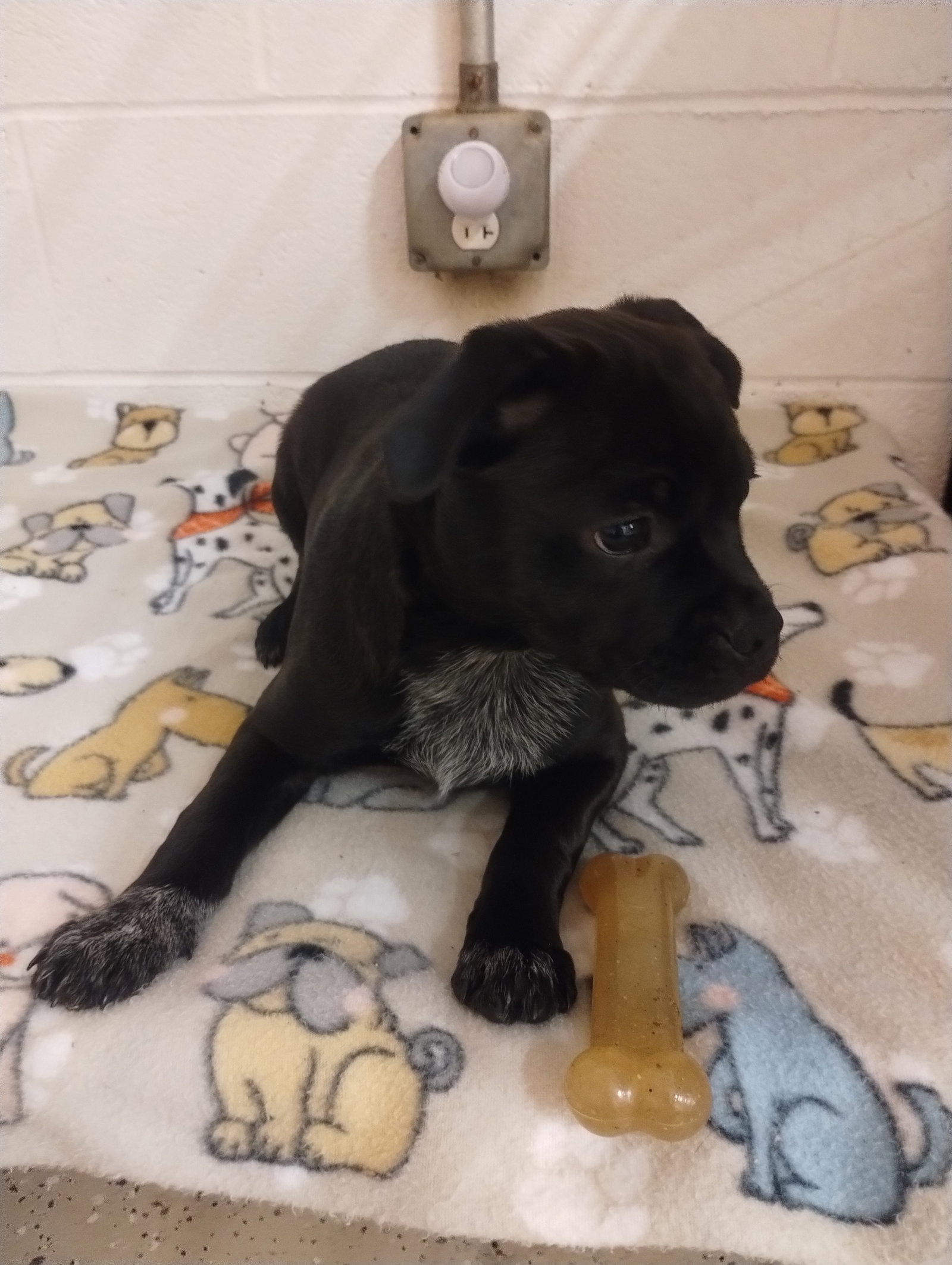 Dog for Adoption - GiGi, a Pug in Union, SC | Alpha Paw