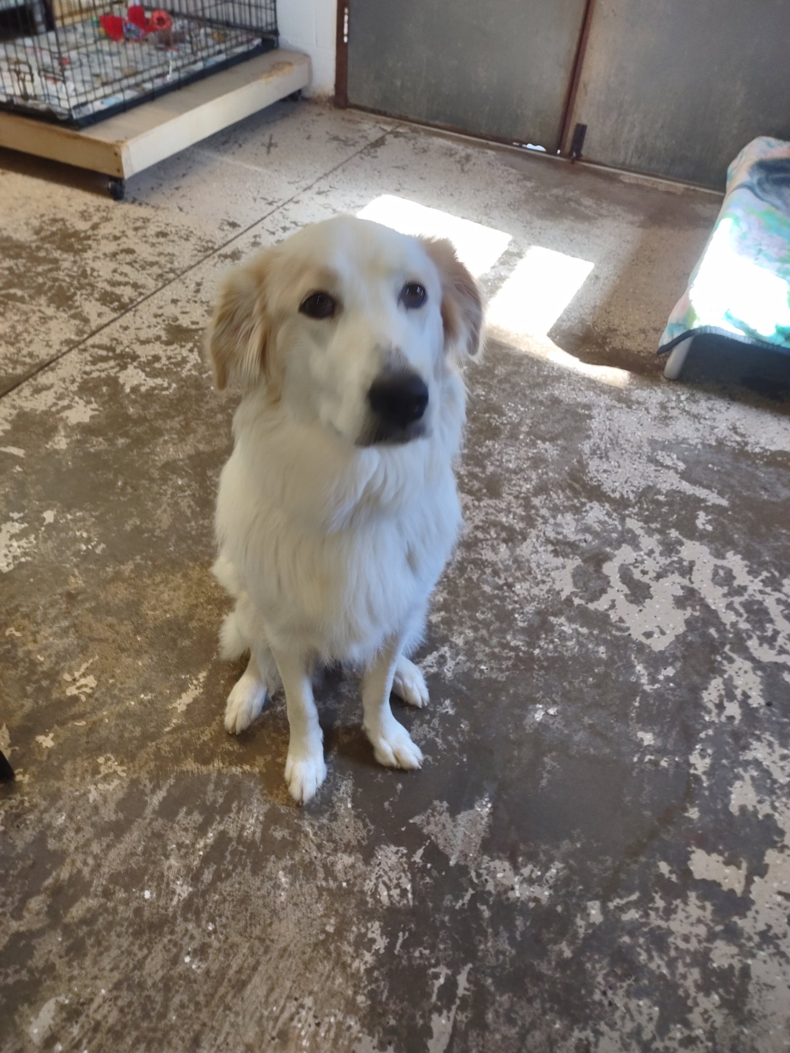 Dog for Adoption - Millie, a Golden Retriever in Lake Wylie, SC | Alpha Paw