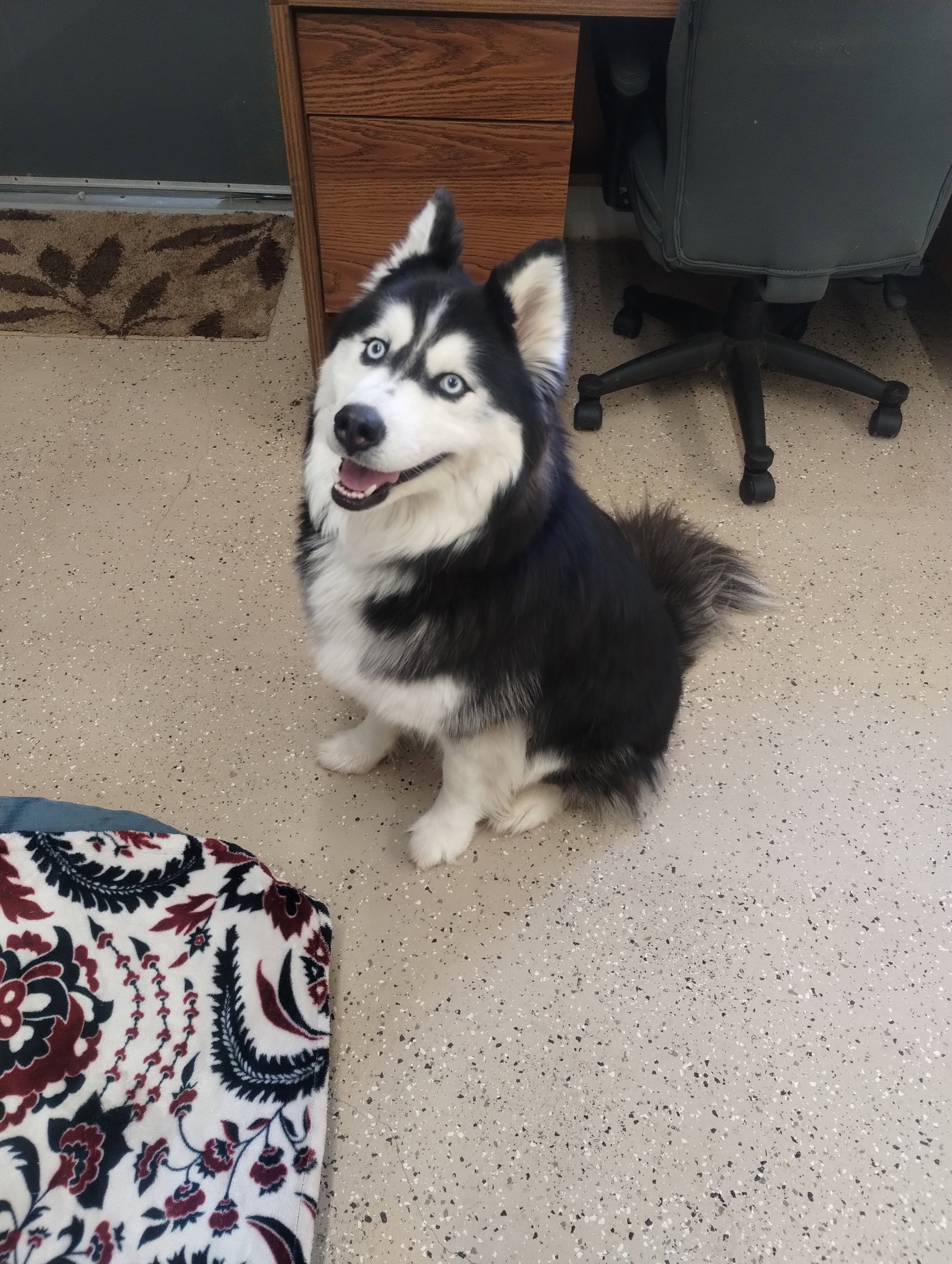 Dog for Adoption - Nova, a Siberian Husky in Forest City, NC | Alpha Paw