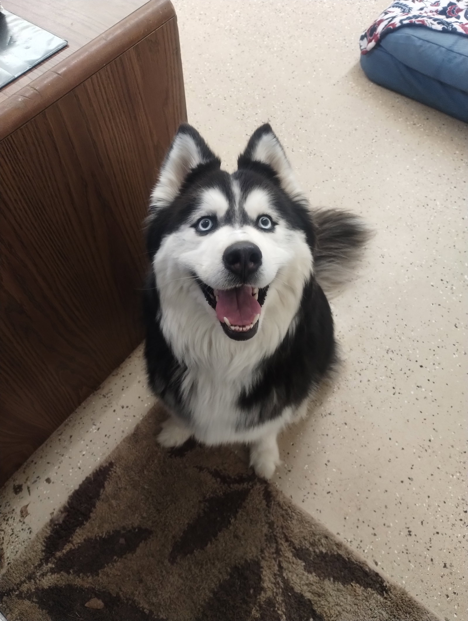 Dog for Adoption - Nova, a Siberian Husky in Mooresville, NC | Alpha Paw