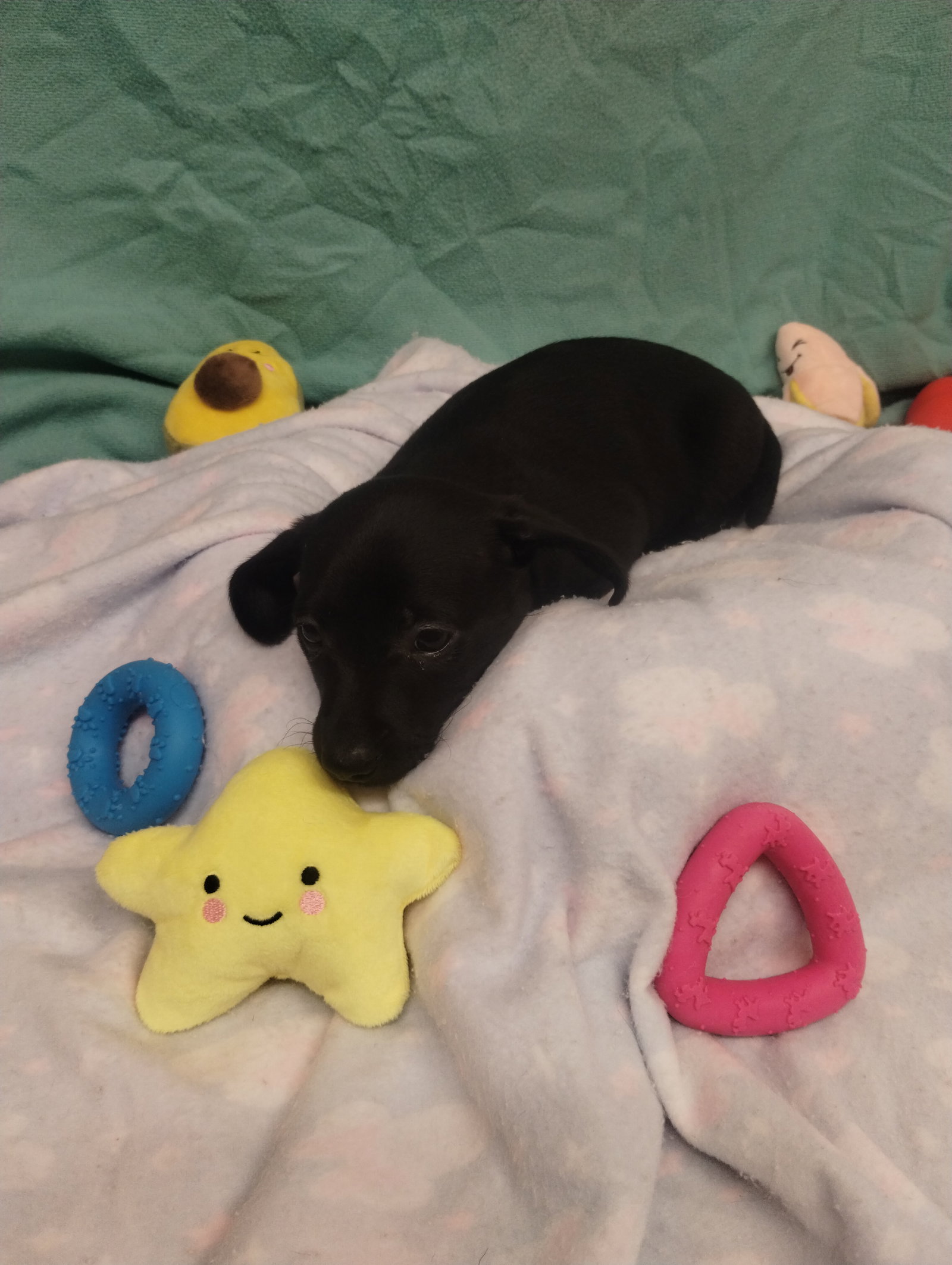 Dog for Adoption - Lilly, a Dachshund in Tryon, NC | Alpha Paw