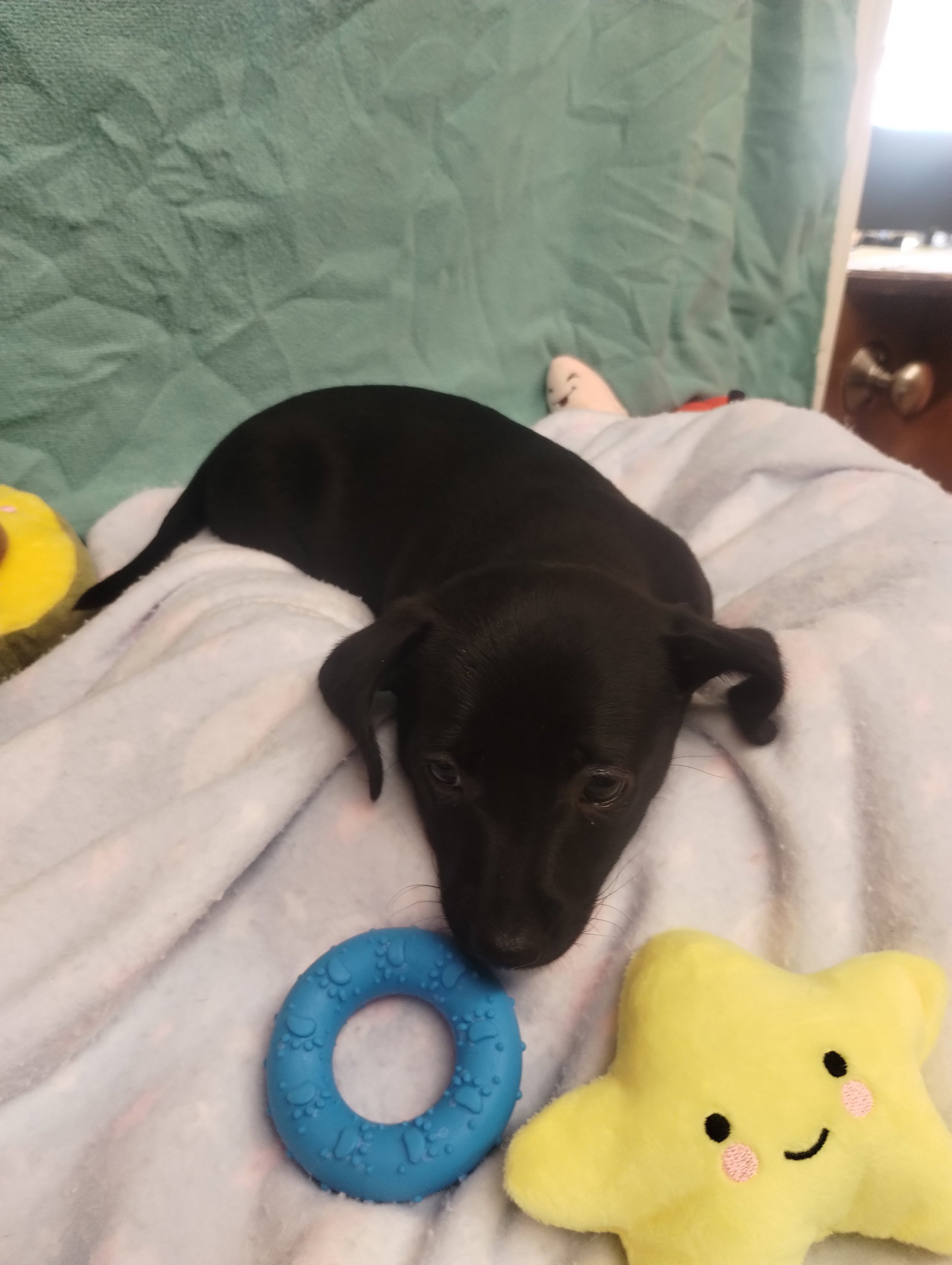 Dog for Adoption - Lilly, a Dachshund in Tryon, NC | Alpha Paw