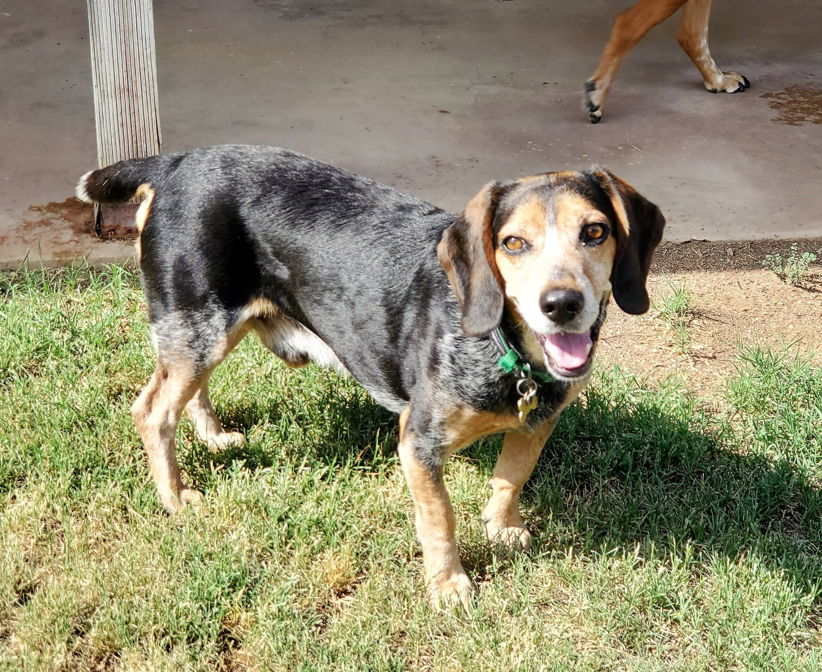 Dog for Adoption - Robbie, a Beagle in Tucson, AZ | Alpha Paw