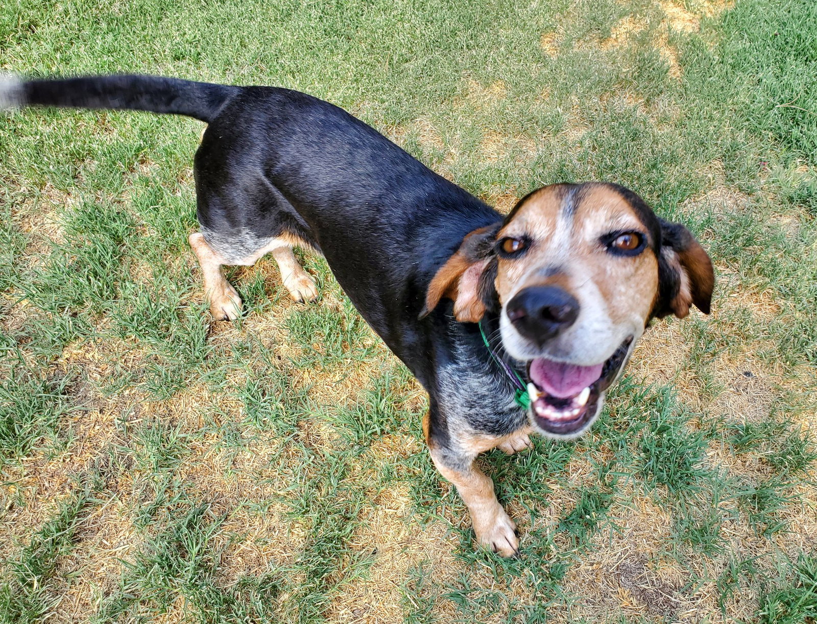 Dog for Adoption - Robbie, a Beagle in Tucson, AZ | Alpha Paw