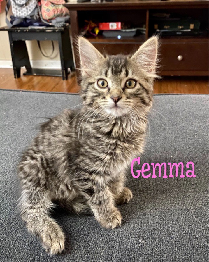 Gemma/gg's Web Page
