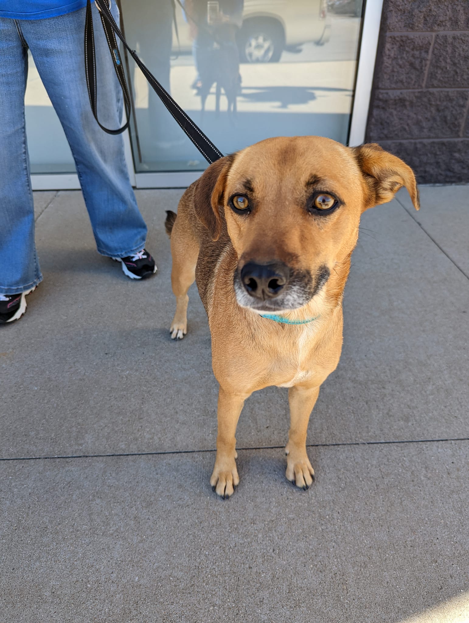 Dog for Adoption - Little Bit / ew, a Shepherd in Elkton, KY | Alpha Paw