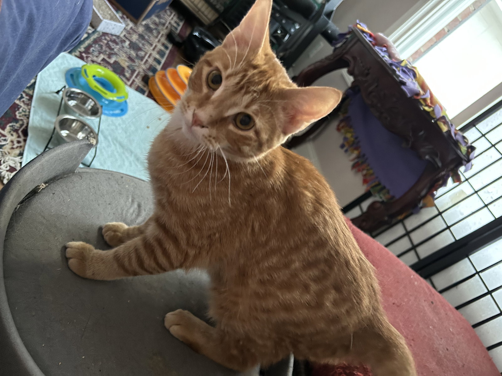 Cats for Adoption in Hickman County, Tennessee | Alpha Paw