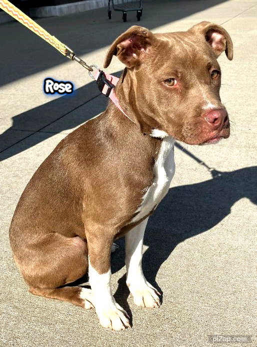 Dog for Adoption - Rose/jw, a American Pit Bull Terrier in Mcewen, TN ...