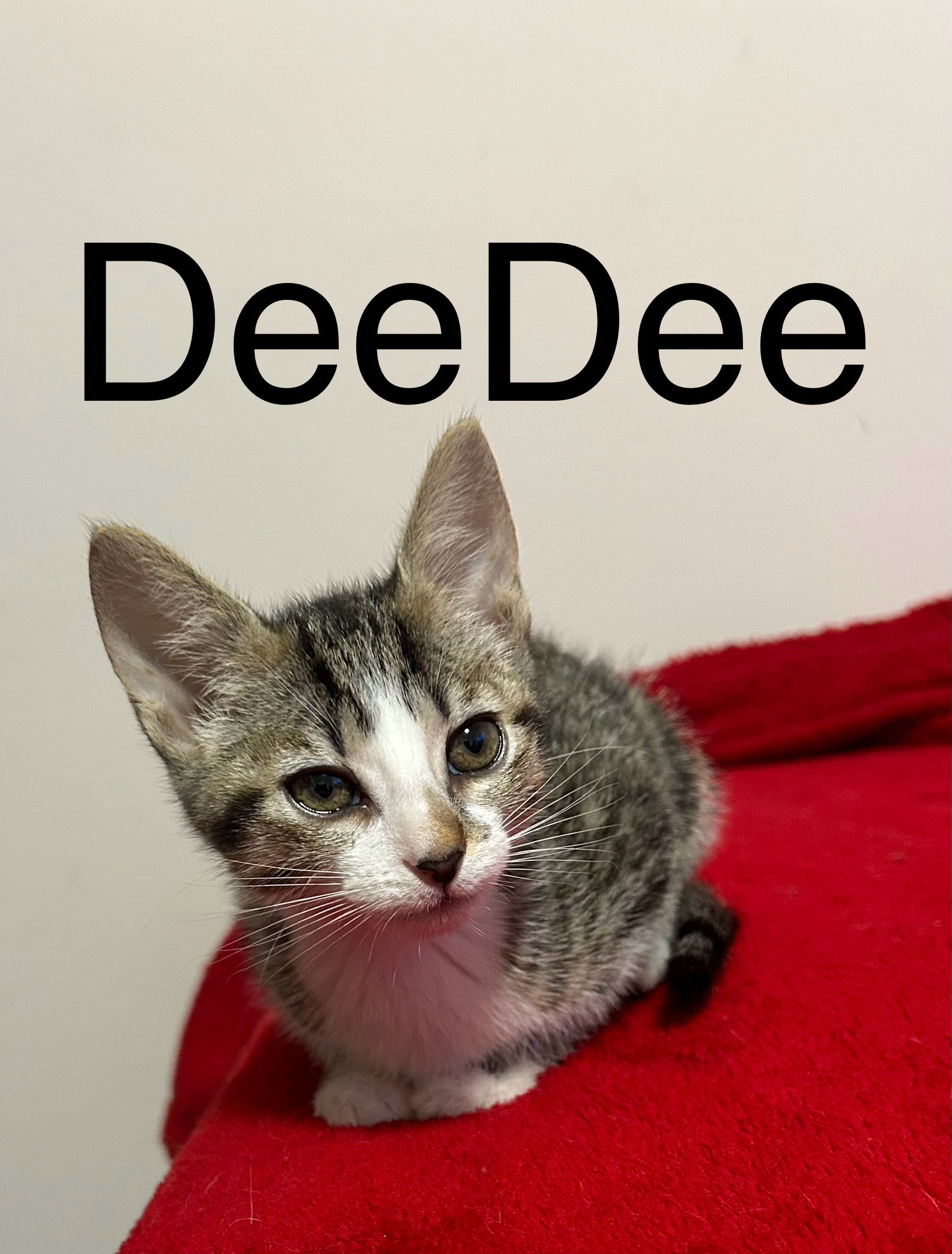Cat adoption in Dickson, TN 37055: Domestic Short Hair Cat "DeeDee th"