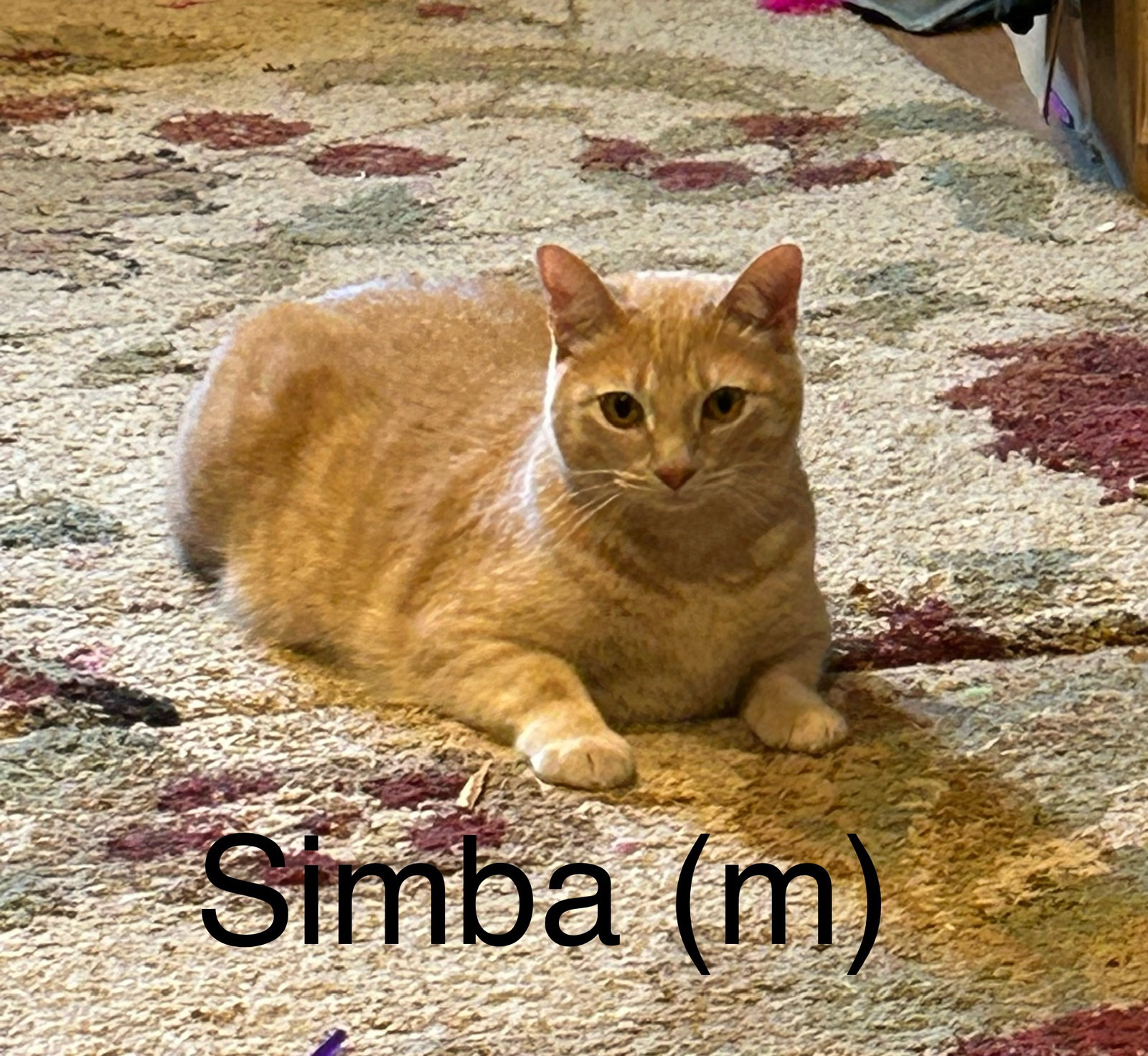 simba (th)'s Web Page