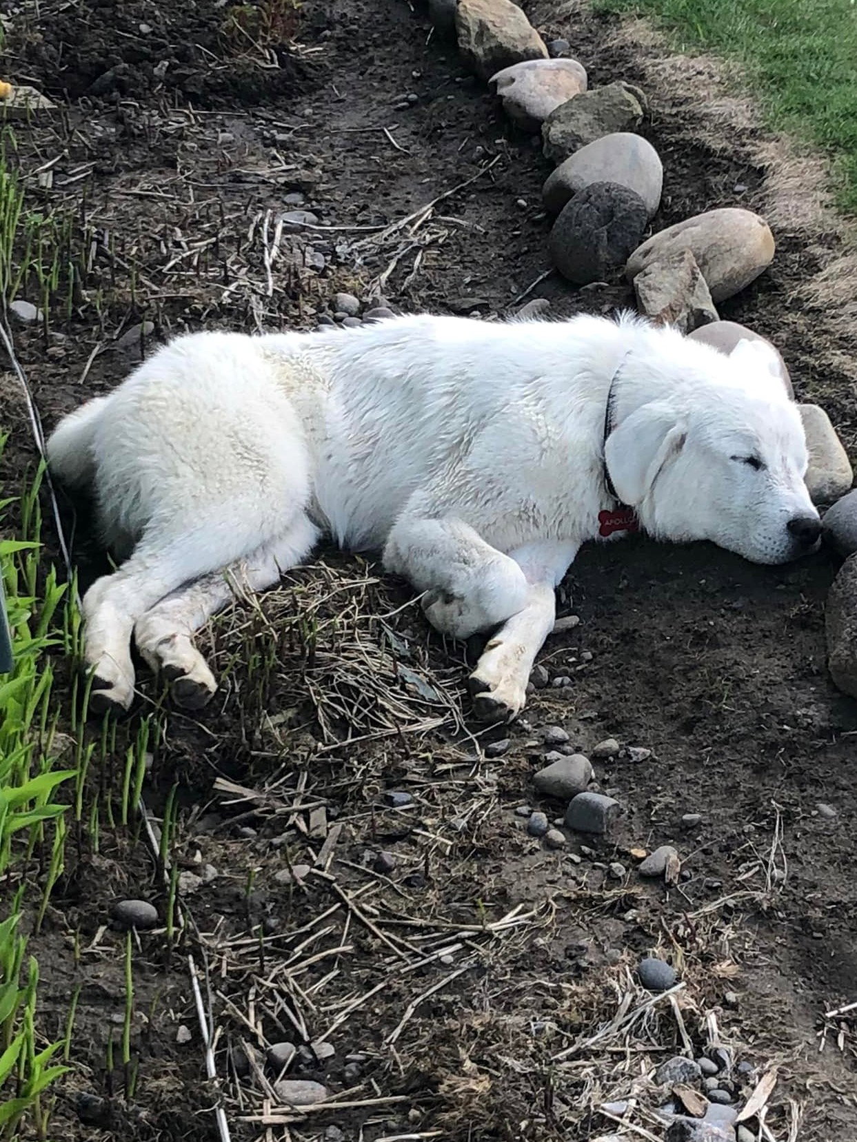 Dog for Adoption - Apollo-U, a Great Pyrenees in Newport, WA | Alpha Paw