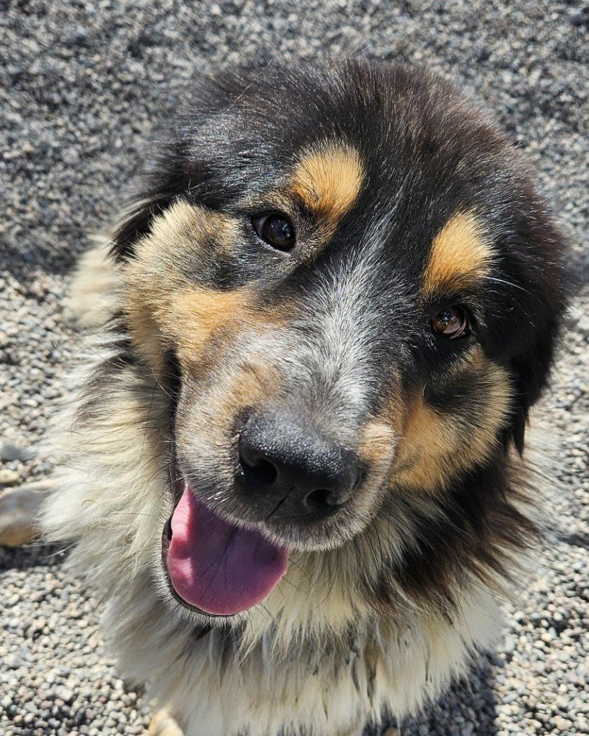 Boone - Karakachan Dog's Web Page