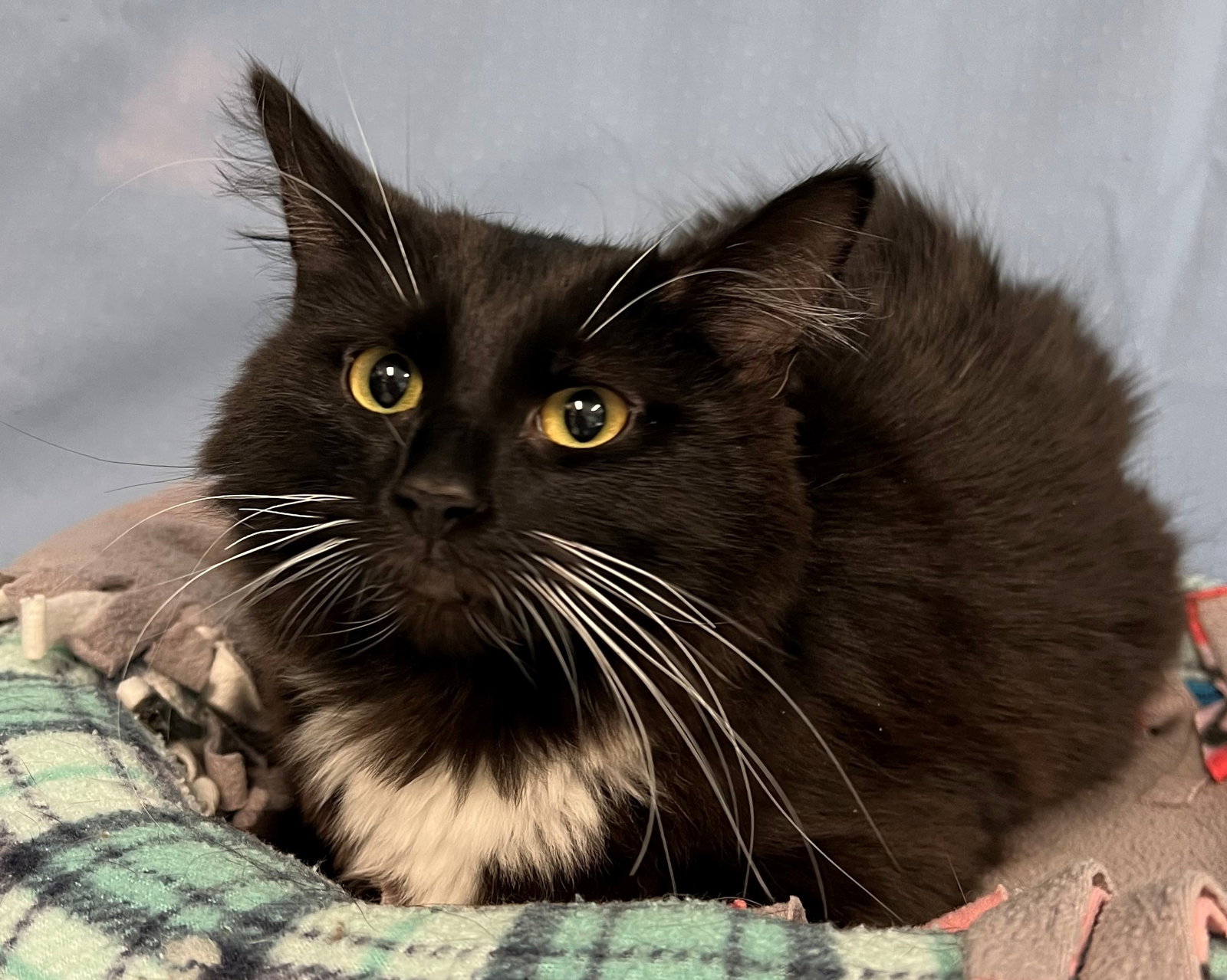 Cats for Adoption in Spanish Lake, Missouri | Alpha Paw