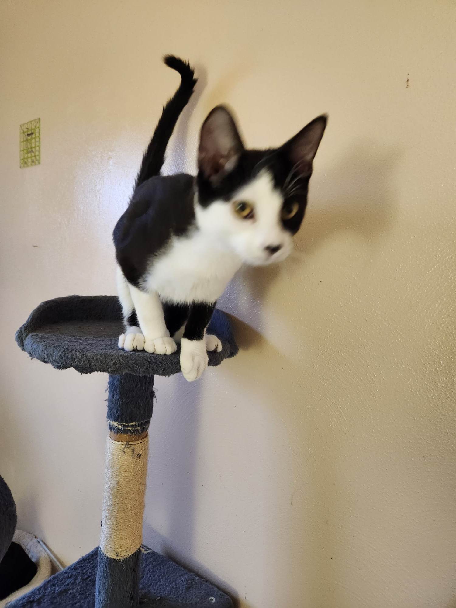Cats for Adoption in Dardenne Prairie, Missouri | Alpha Paw