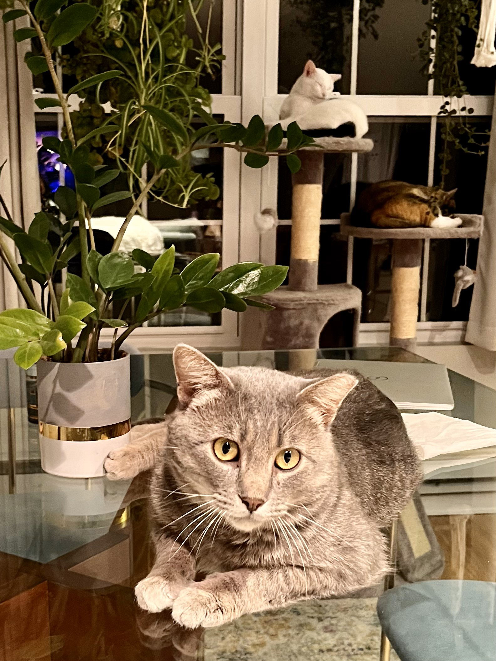 Cats for Adoption in Ferguson, Missouri | Alpha Paw