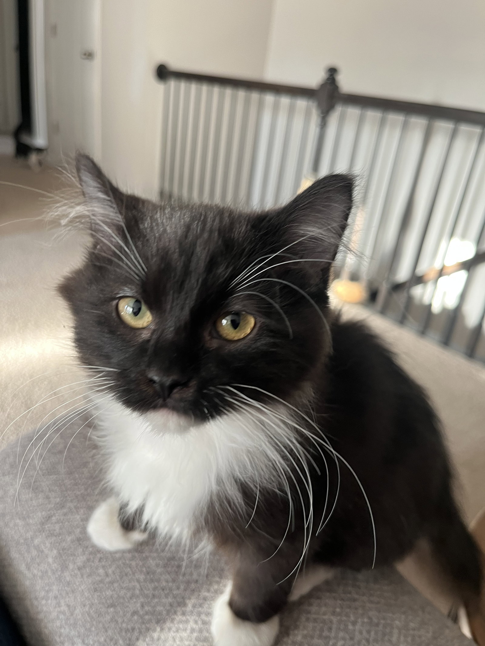 Cats for Adoption in Saint John, Missouri | Alpha Paw