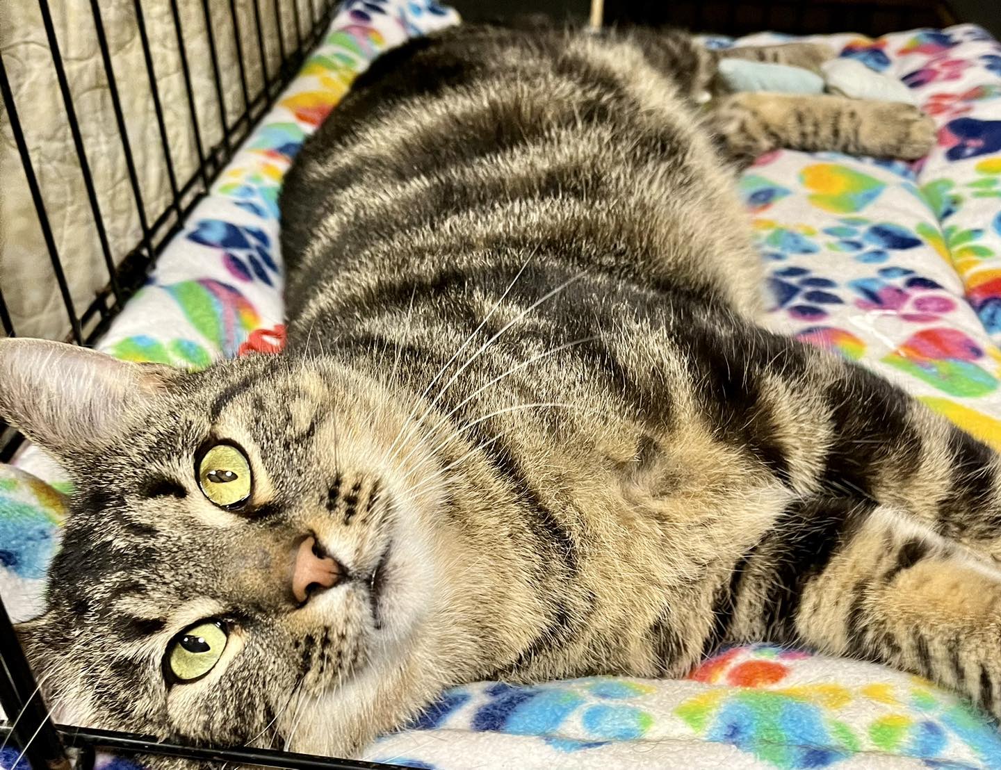 Cats for Adoption in Saint John, Missouri | Alpha Paw