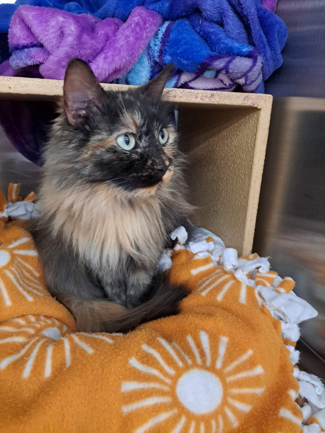 Cats for Adoption in Wentzville, Missouri | Alpha Paw