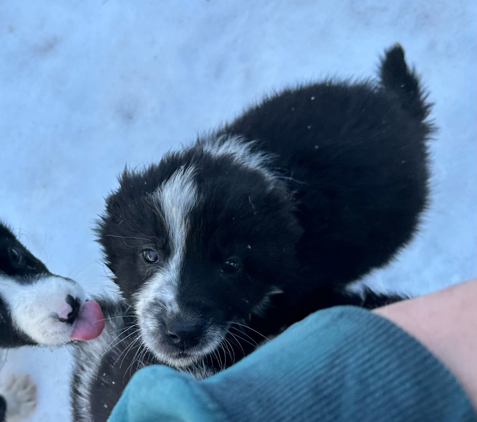 Dog for Adoption - Hard Knock, a Australian Shepherd in Roseville, MN ...