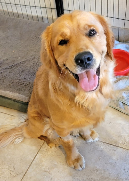 Welcome [www.arizonagoldenrescue.org]
