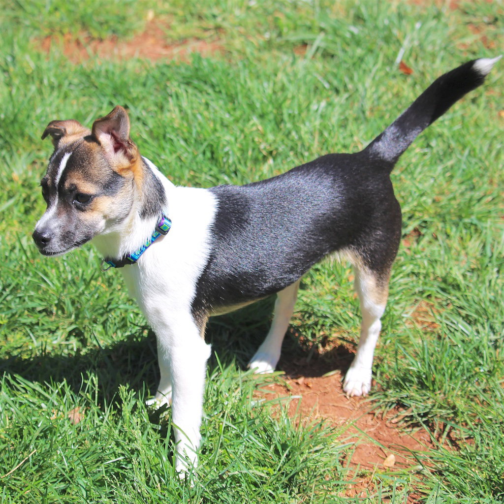 Dog for Adoption - Fritz (MD), a Rat Terrier in Glenarden, MD | Alpha Paw