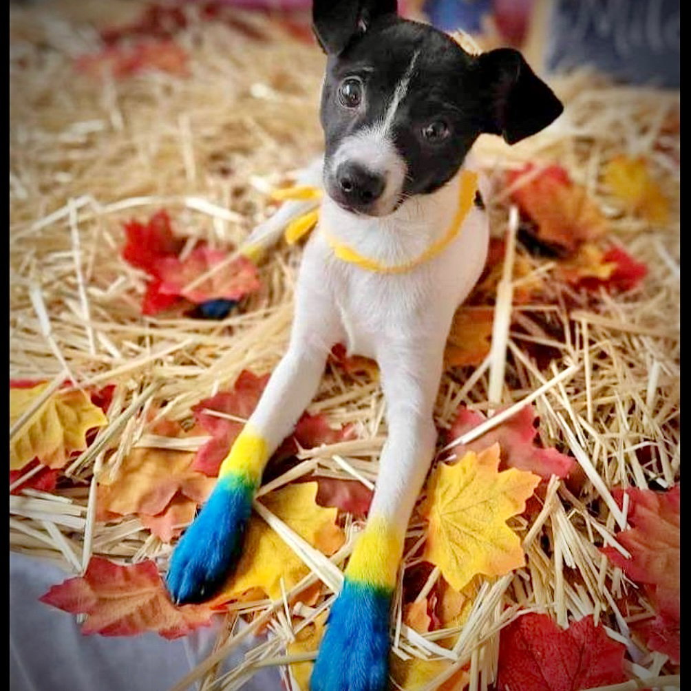 Dog for Adoption - Blue Flame (GA), a Rat Terrier in Kennesaw, GA ...