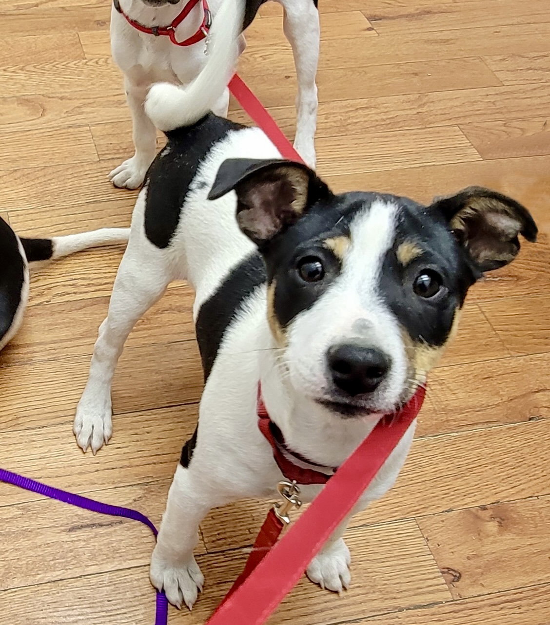 Dog for Adoption - Ellis (VA), a Rat Terrier in Nelson County, VA ...