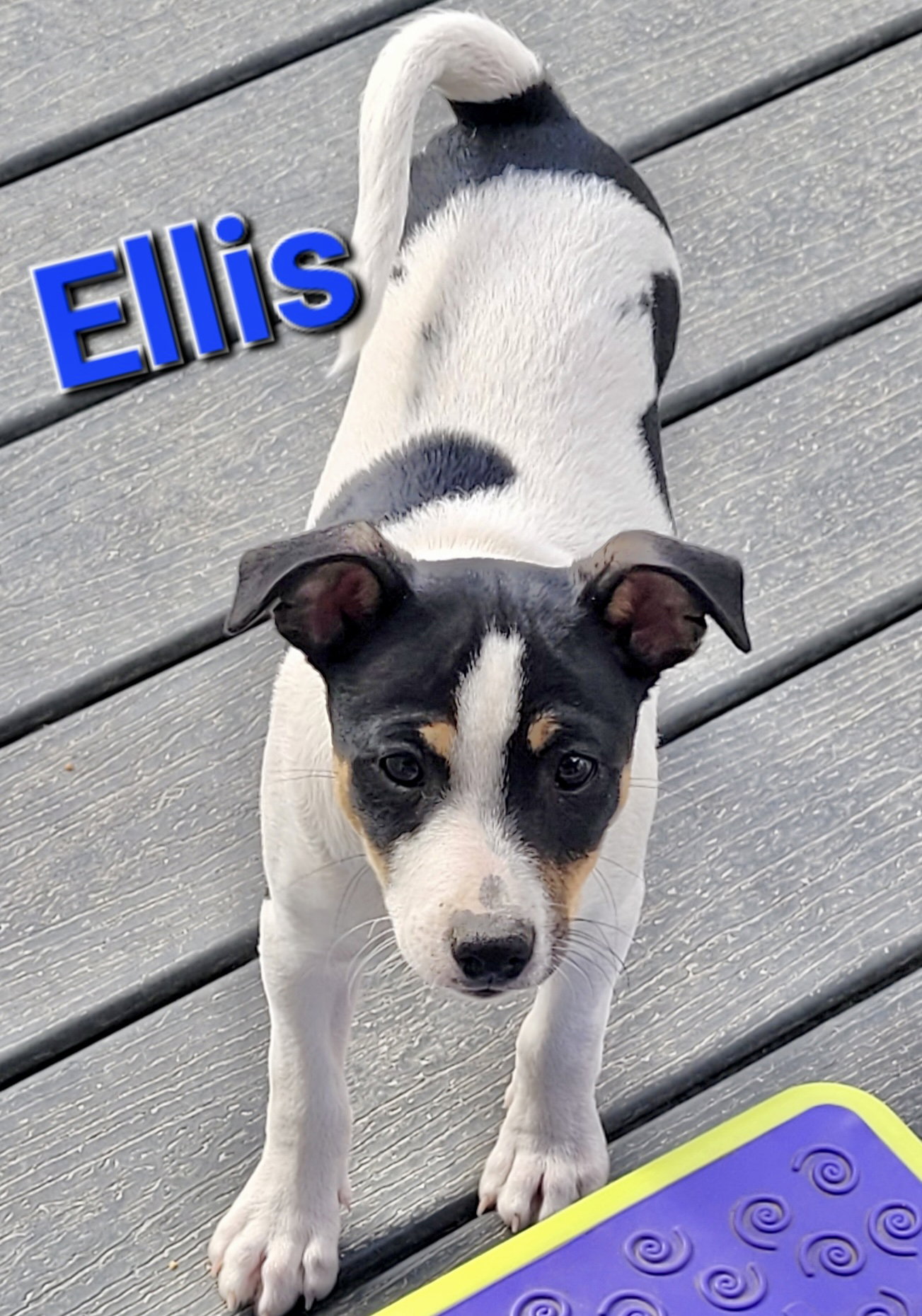 Dog for Adoption - Ellis (VA), a Rat Terrier in Nelson County, VA ...