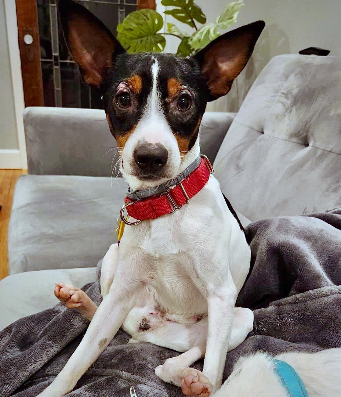 Dog for Adoption - Cooper (MI), a Rat Terrier in Flint, MI | Alpha Paw