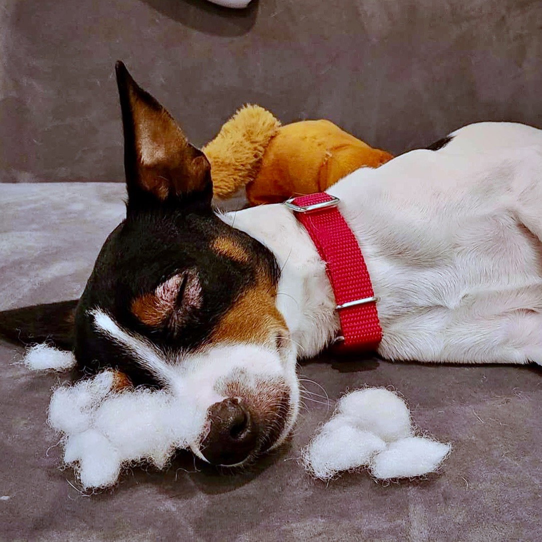 Dog for Adoption - Cooper (MI), a Rat Terrier in Flint, MI | Alpha Paw
