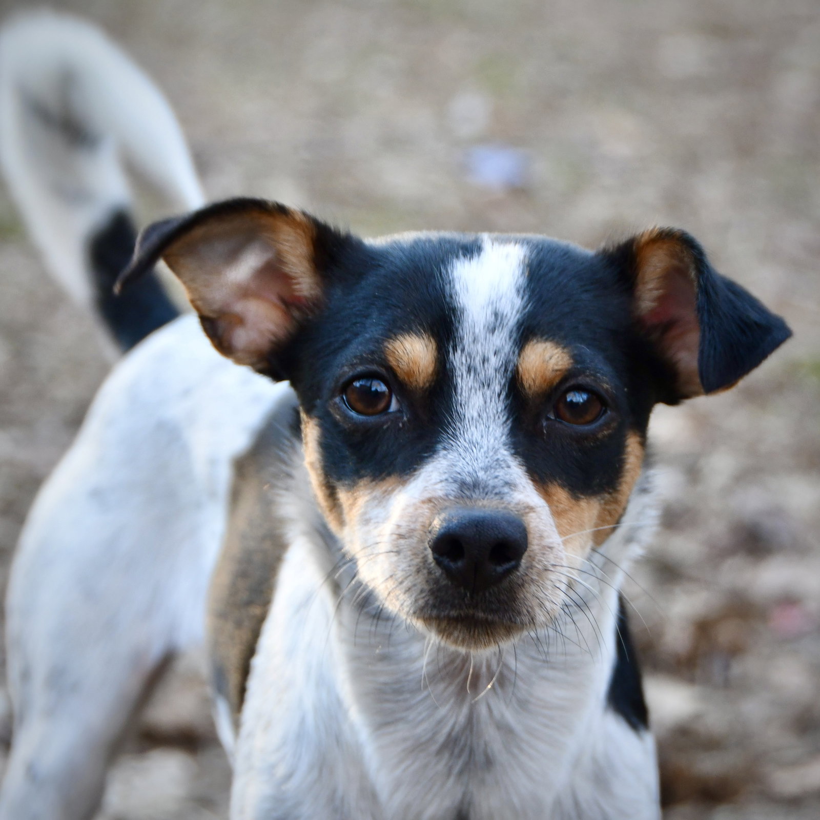 Dog for Adoption - Luna (VA), a Rat Terrier in Yorkshire, VA | Alpha Paw