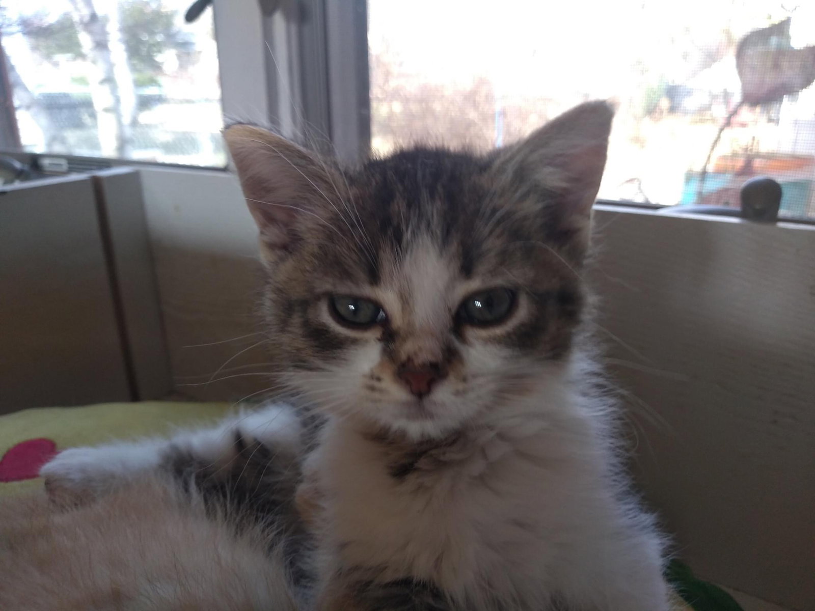 Cats for Adoption in Rockford, Illinois | Alpha Paw