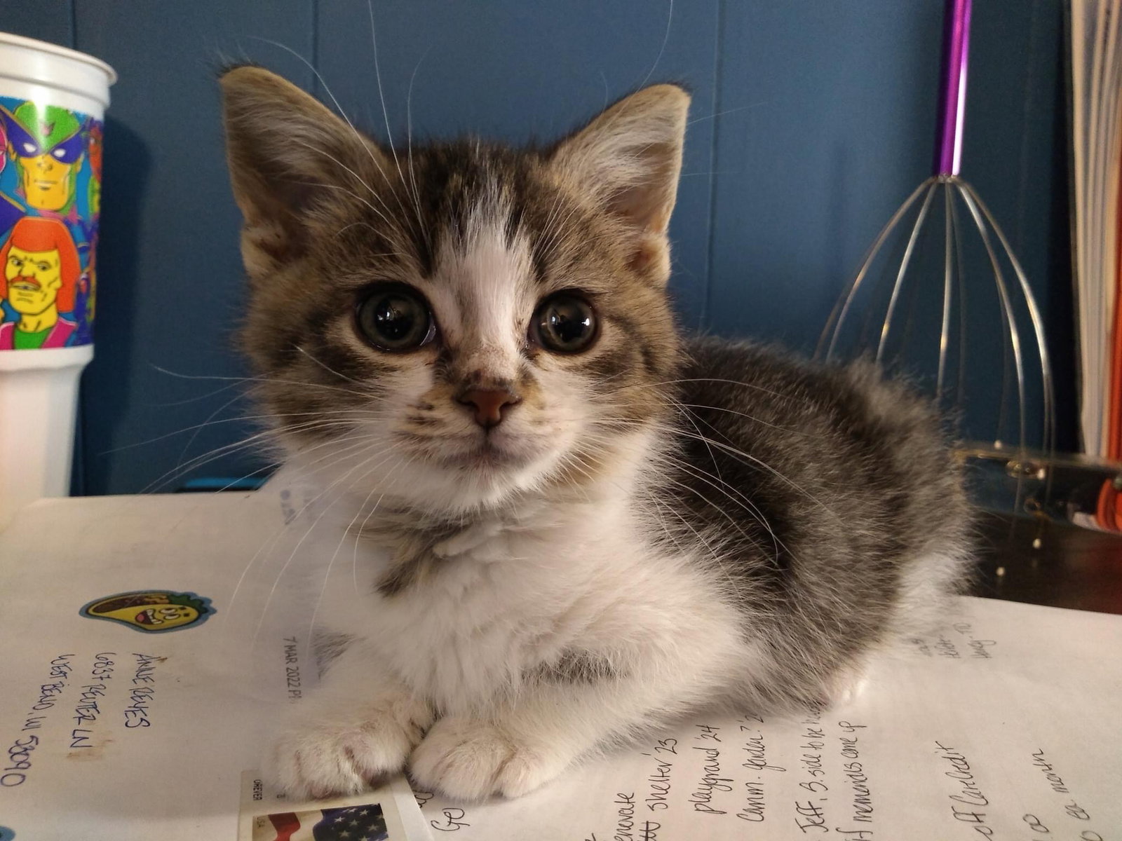 Cats for Adoption in Rockford, Illinois | Alpha Paw