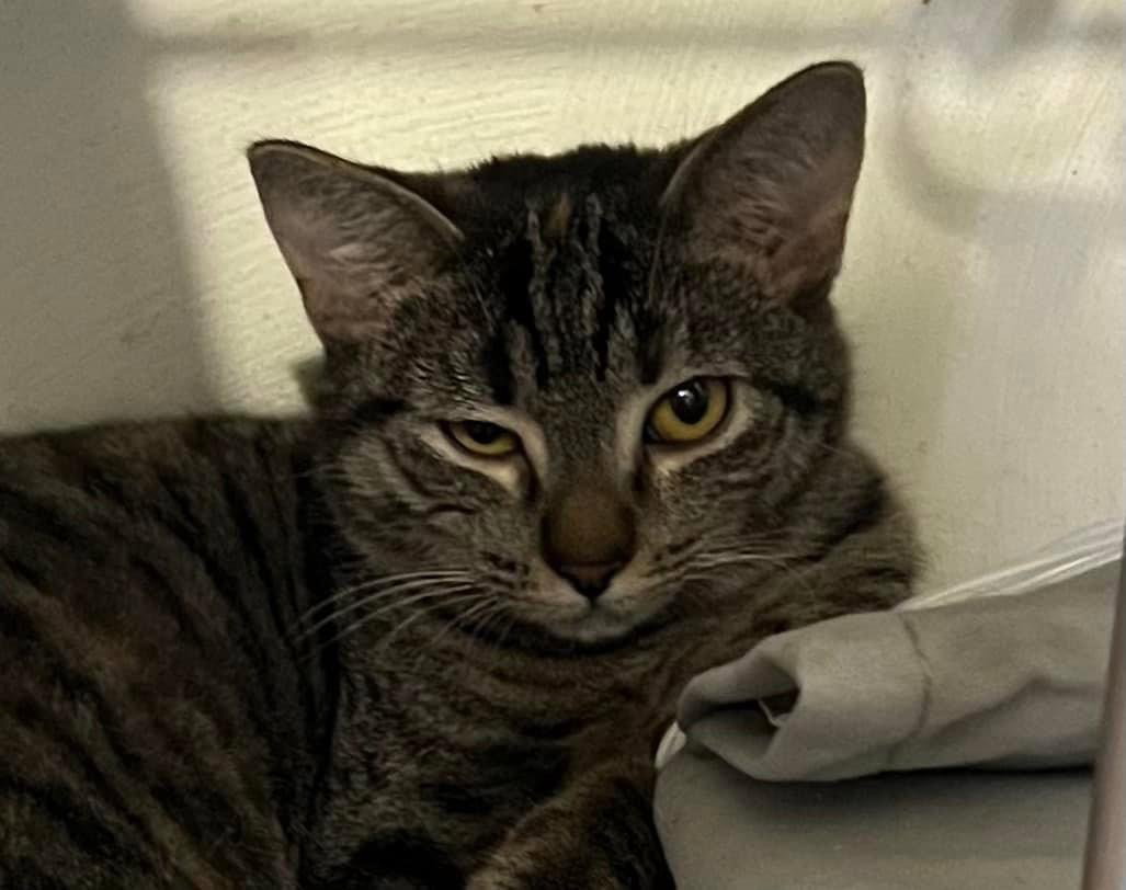 Cats for Adoption in Rockford, Illinois | Alpha Paw