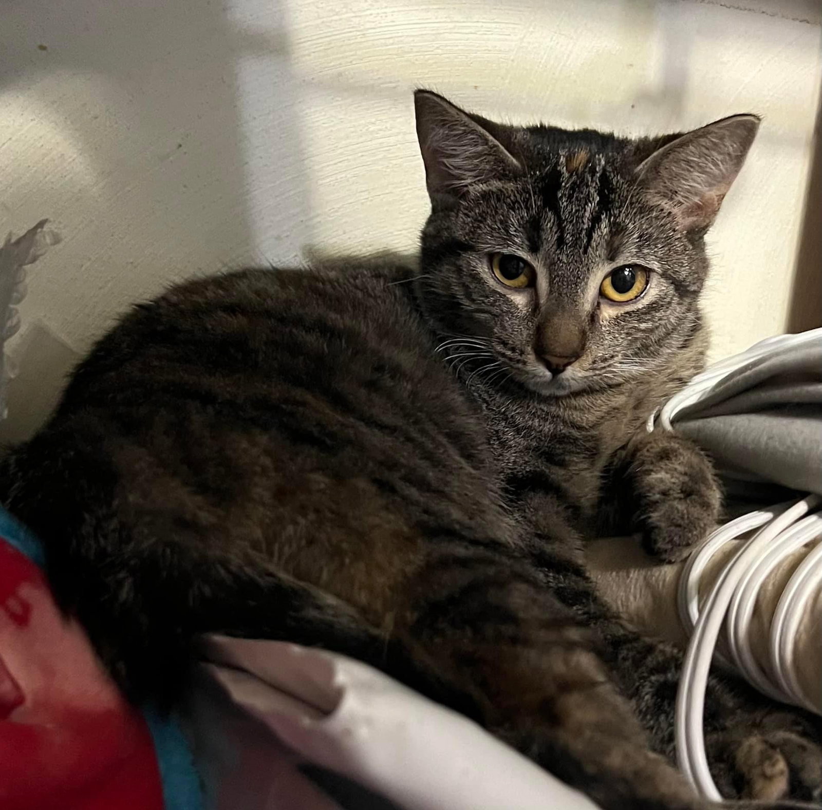 Cats for Adoption in Rockford, Illinois | Alpha Paw