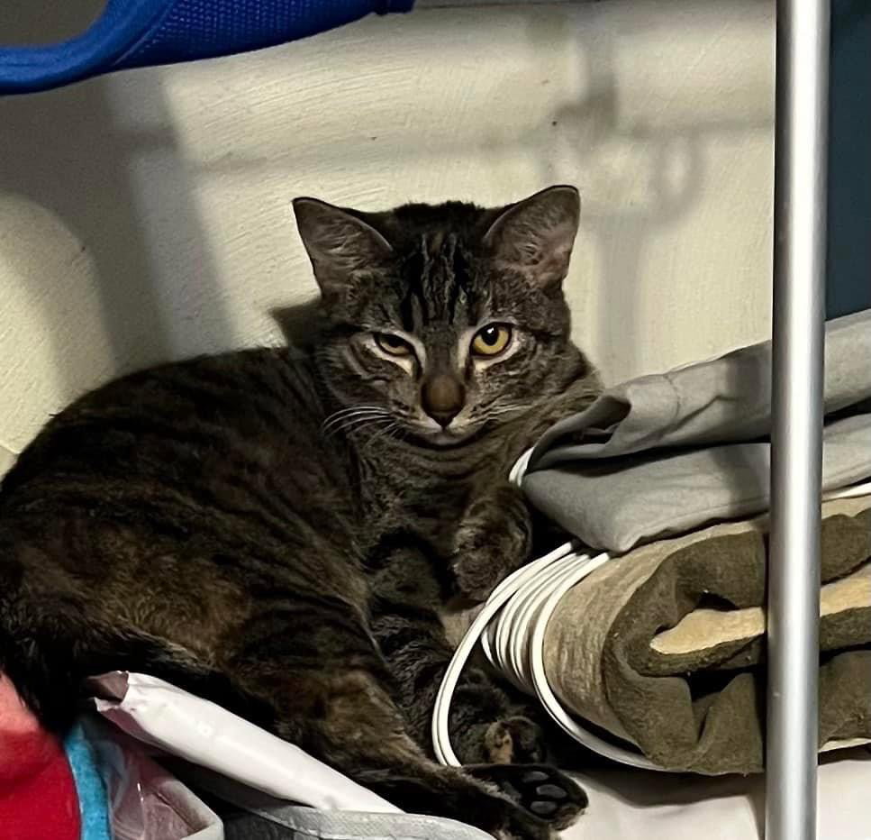 Cats for Adoption in Rockford, Illinois | Alpha Paw