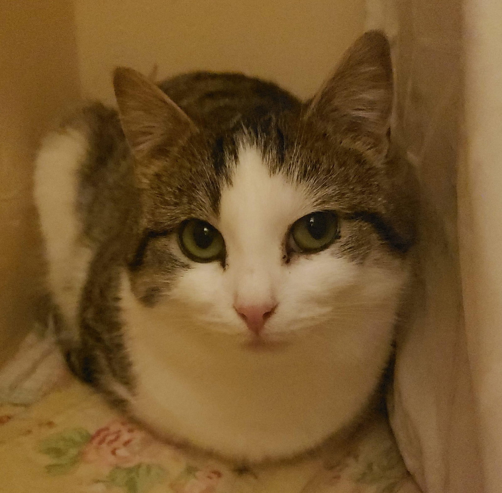 Cats for Adoption in Fort Atkinson, Wisconsin | Alpha Paw